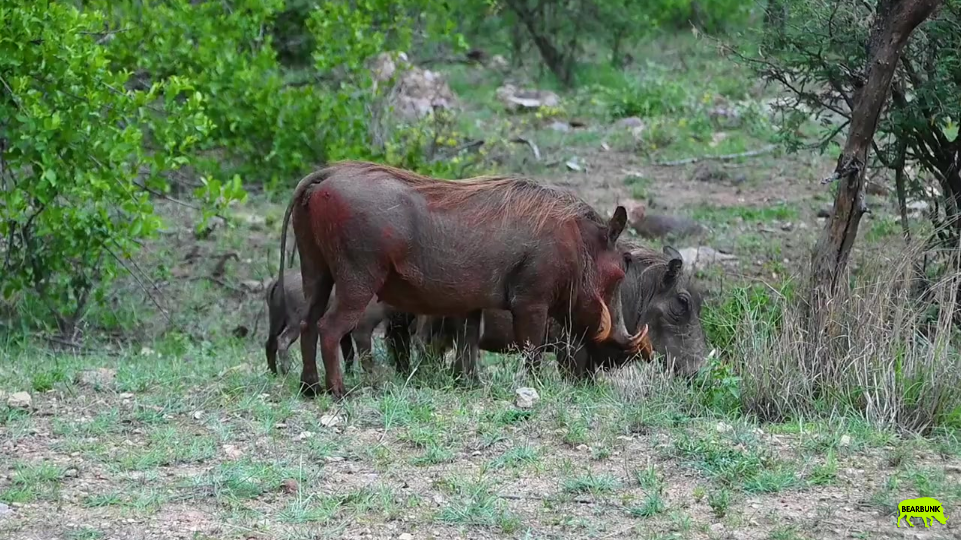Warthog Facts | Habitat, Behavior, Diet & Survival Adaptations