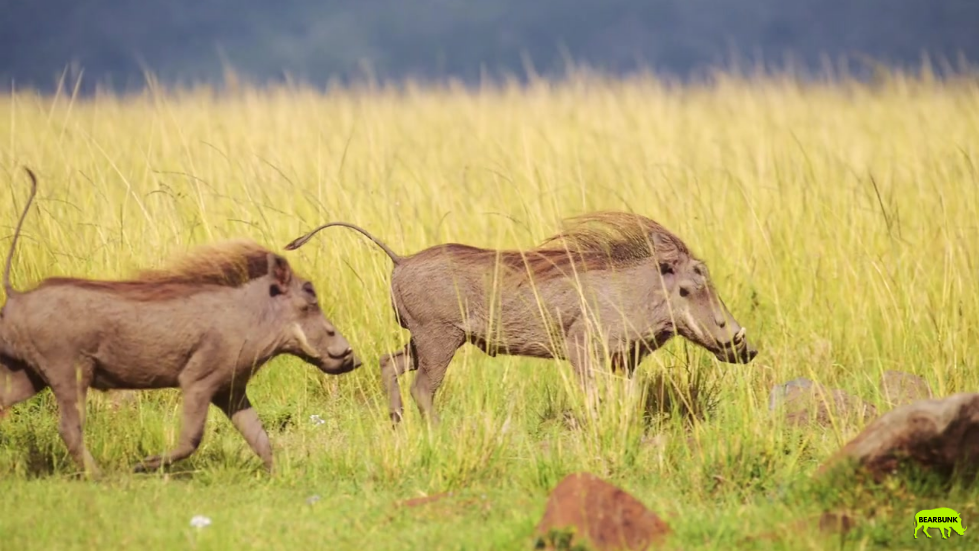Warthog Facts | Habitat, Behavior, Diet & Survival Adaptations