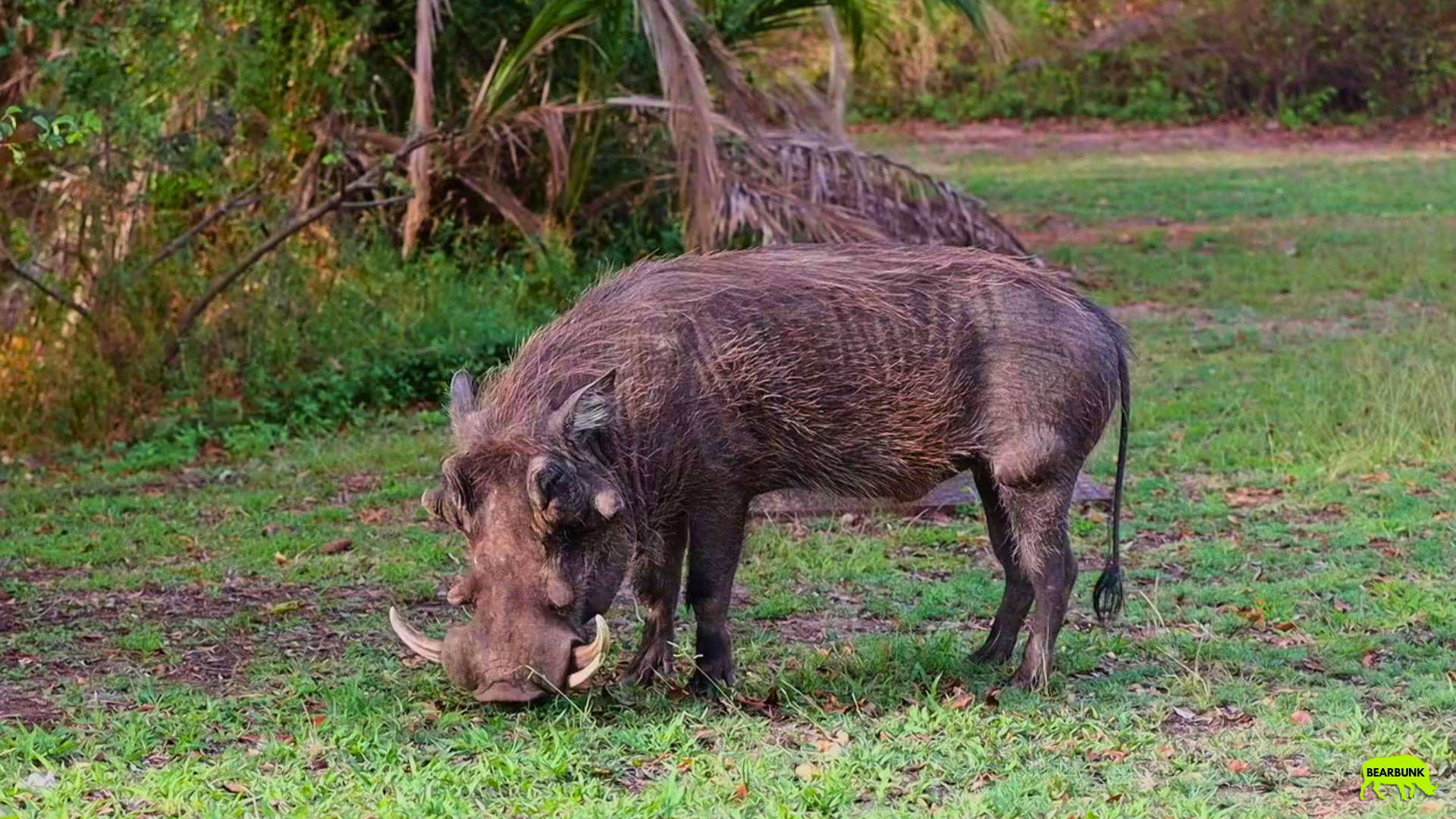 Warthog Facts | Habitat, Behavior, Diet & Survival Adaptations