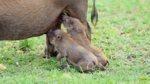 Warthog Facts | Habitat, Behavior, Diet & Survival Adaptations