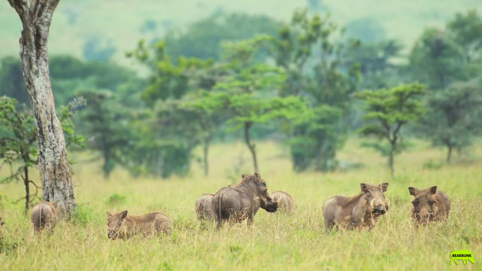 Warthog Facts | Habitat, Behavior, Diet & Survival Adaptations