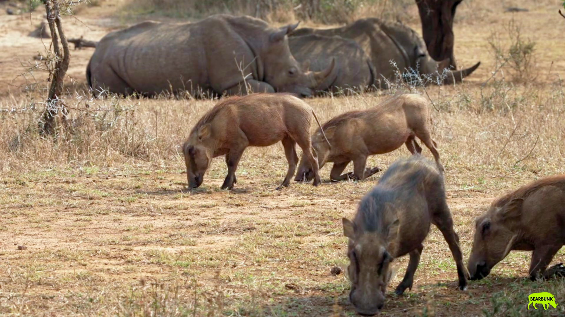 Warthog Facts | Habitat, Behavior, Diet & Survival Adaptations