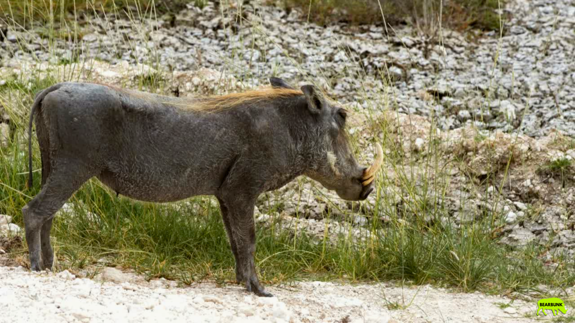 Warthog Facts | Habitat, Behavior, Diet & Survival Adaptations