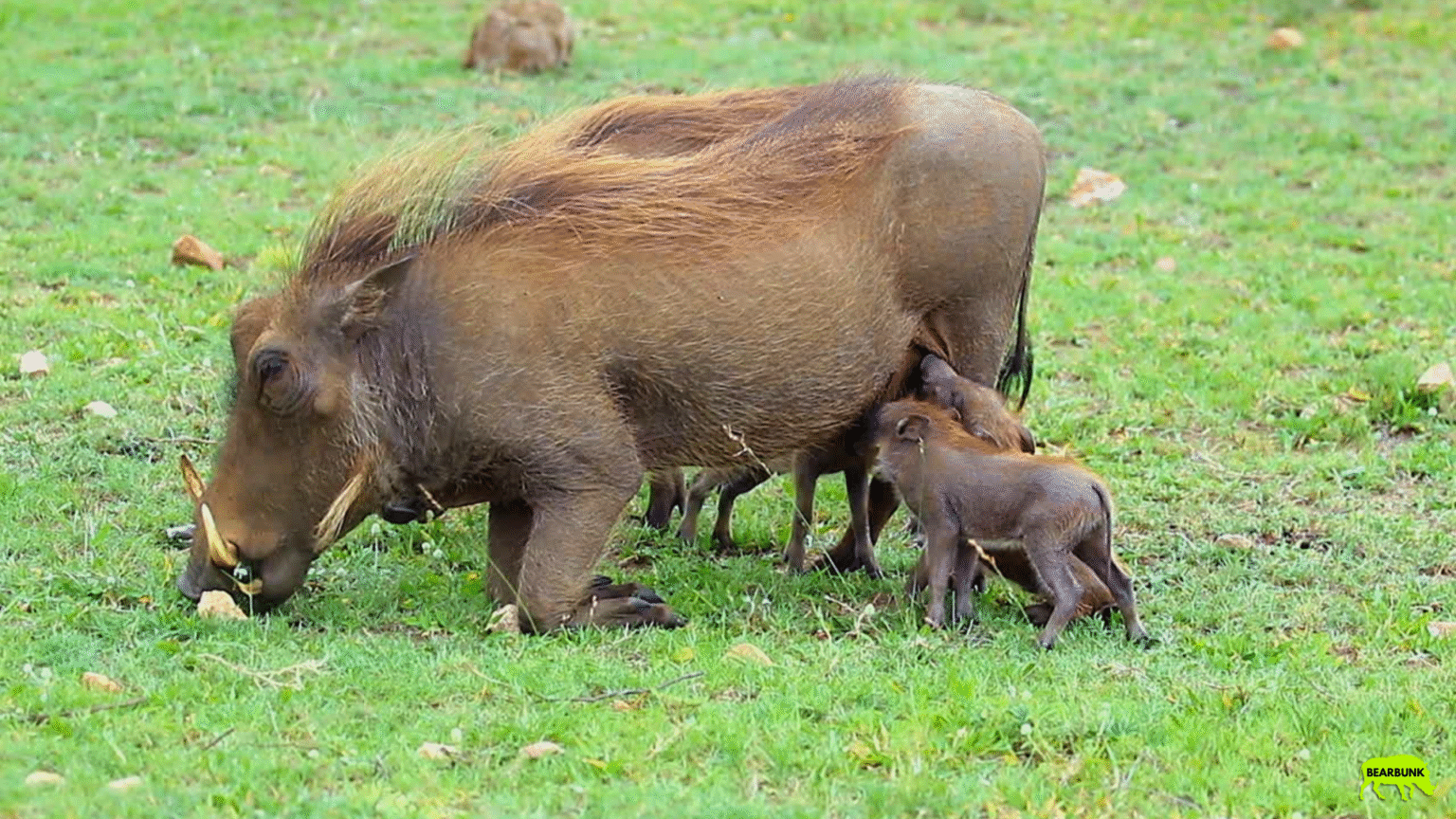 Warthog Facts | Habitat, Behavior, Diet & Survival Adaptations
