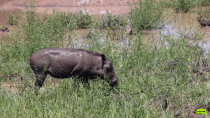 Warthog Facts | Habitat, Behavior, Diet & Survival Adaptations