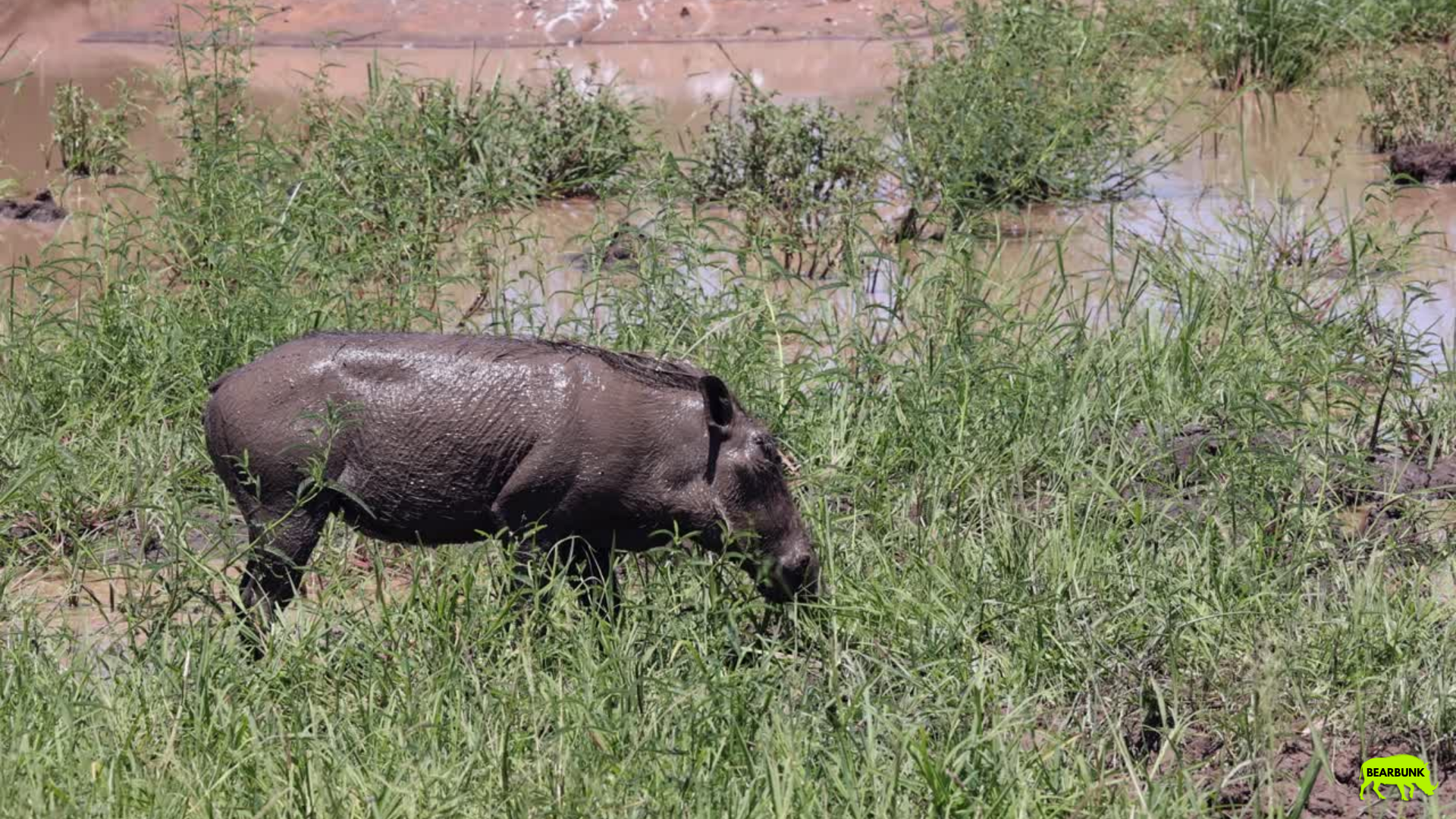 Warthog Facts | Habitat, Behavior, Diet & Survival Adaptations