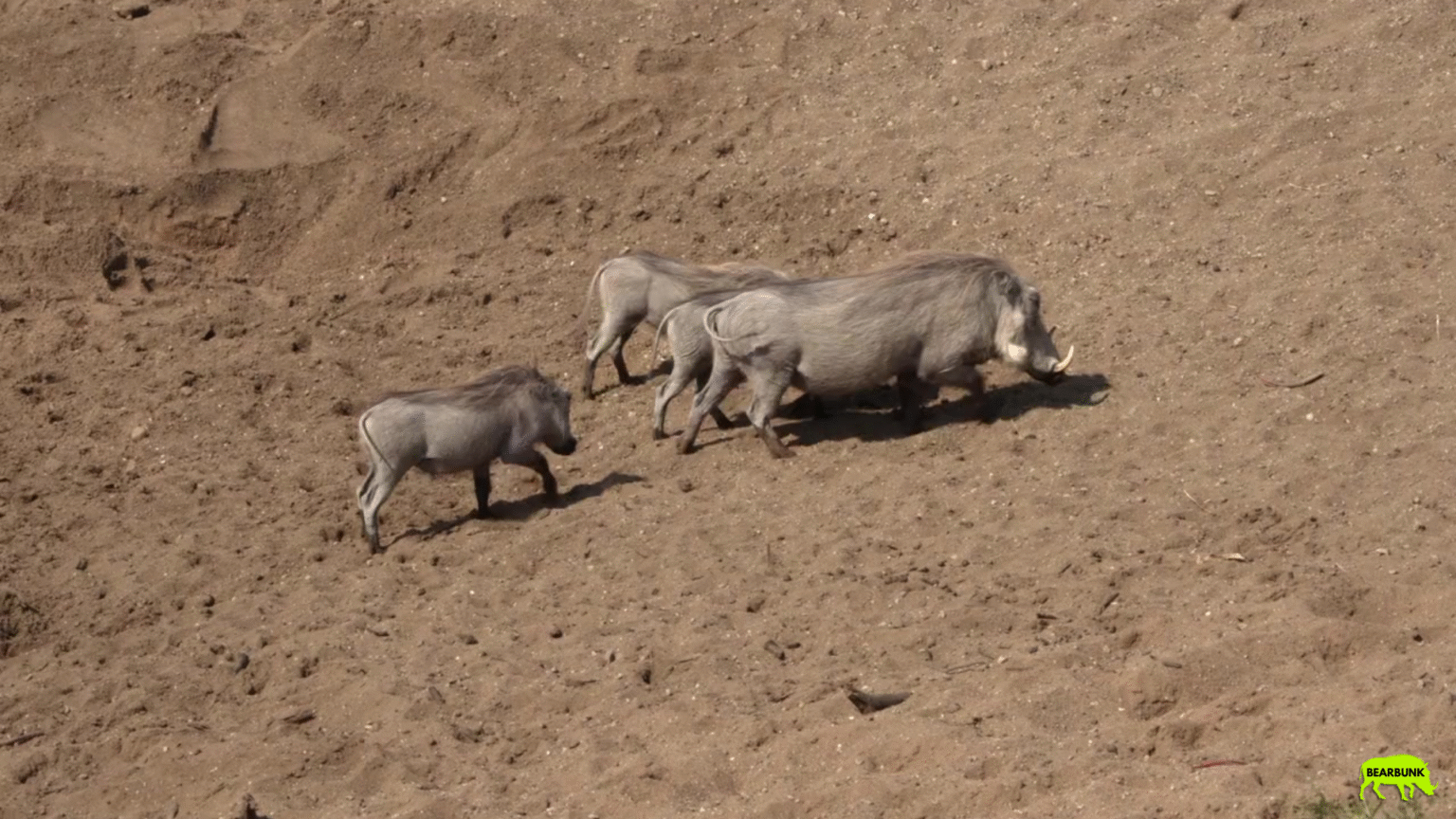 Warthog Facts | Habitat, Behavior, Diet & Survival Adaptations