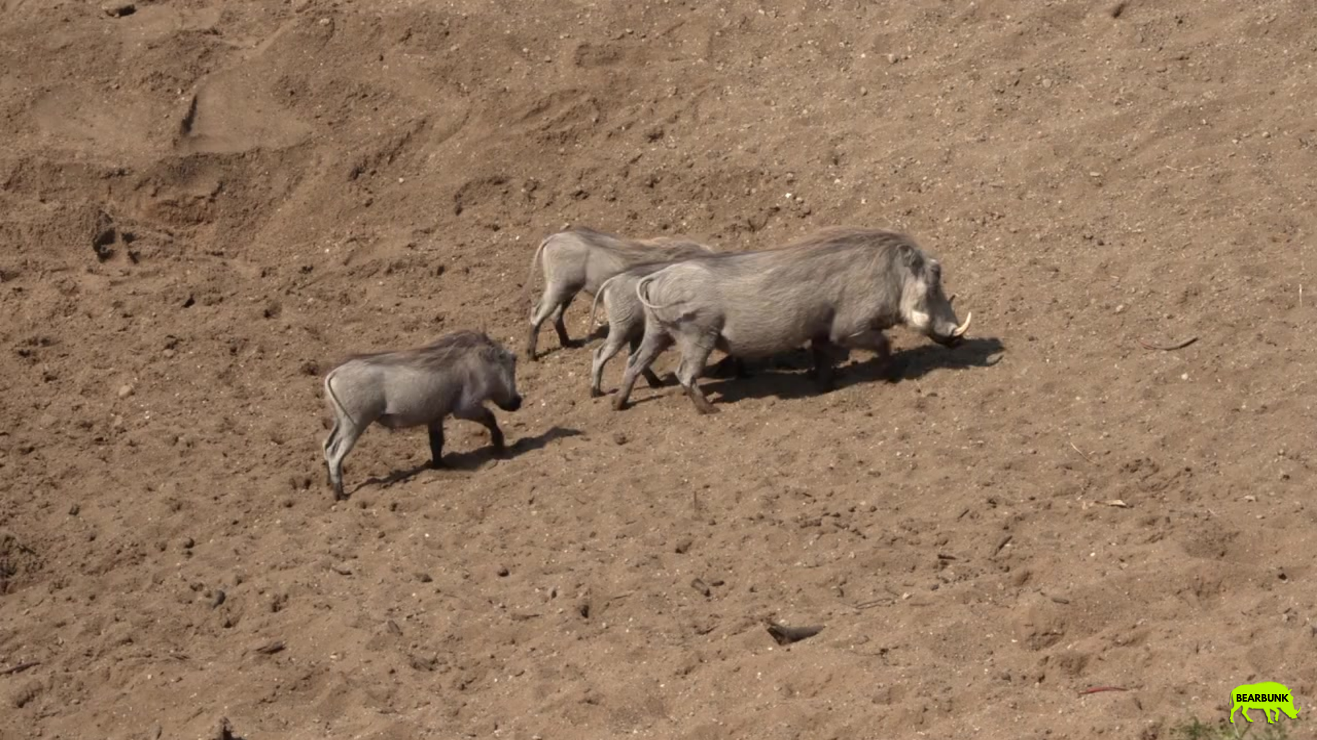 Warthog Facts | Habitat, Behavior, Diet & Survival Adaptations