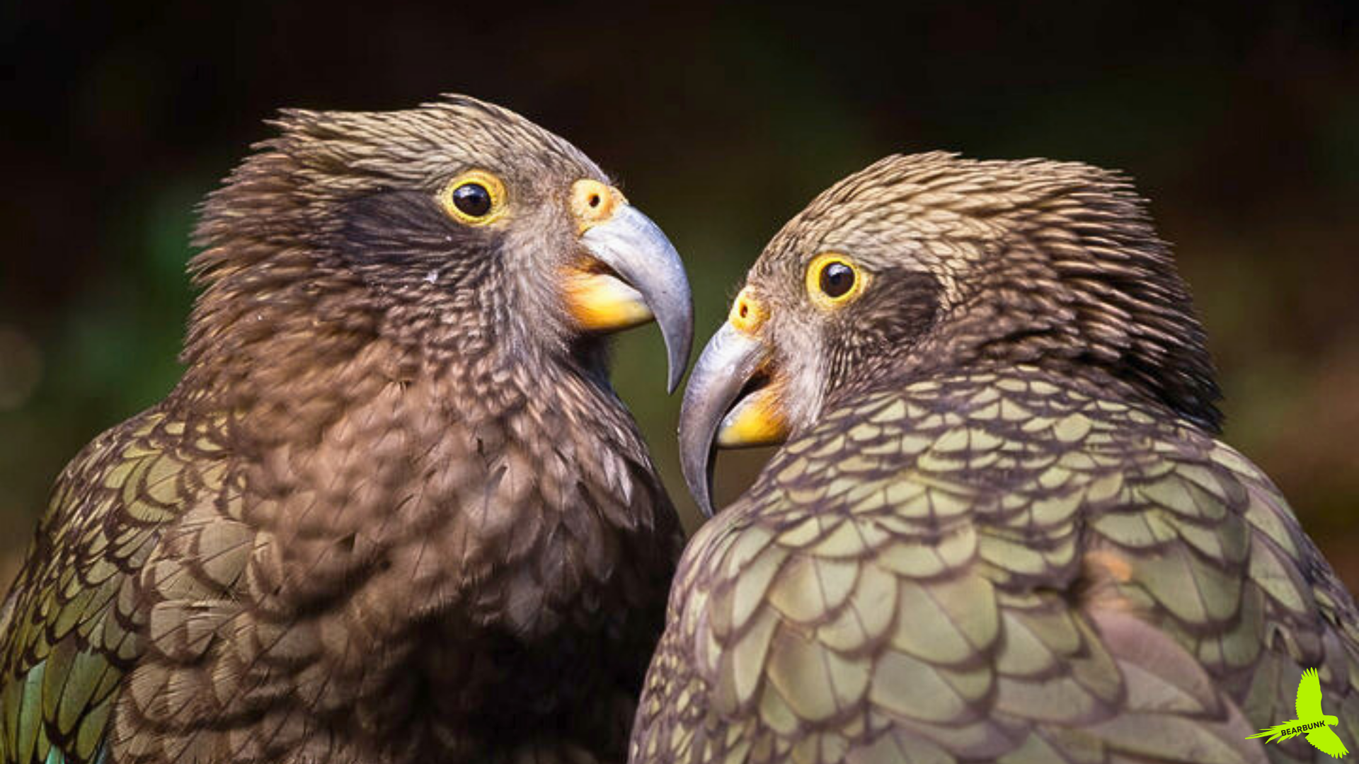 Kea Parrot: World’s Smartest Alpine Bird?