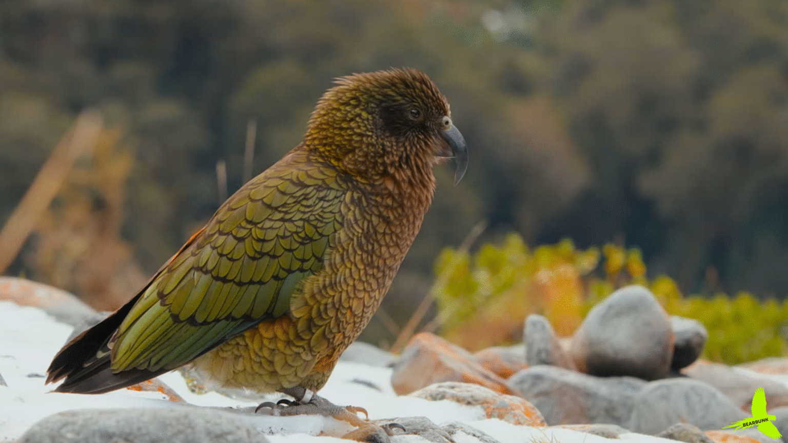 Kea Parrot: World’s Smartest Alpine Bird?